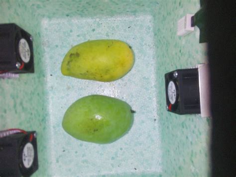 Fruit Datasetmango Object Detection Dataset And Pre Trained Model By