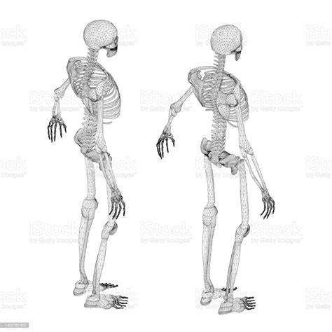 흰색 배경에 고립 된 검은 선의 인간 골격 와이어 프레임으로 설정됩니다 아이소메트릭 뷰 3d 벡터 일러스트레이션 3차원 형태에 대한 스톡 벡터 아트 및 기타 이미지 Istock