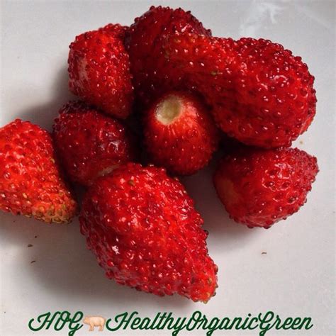 Fresh Strawberries Natures Sweet Delight