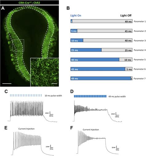 Cell Type Specific And Time Dependent Light Exposure Contribute To