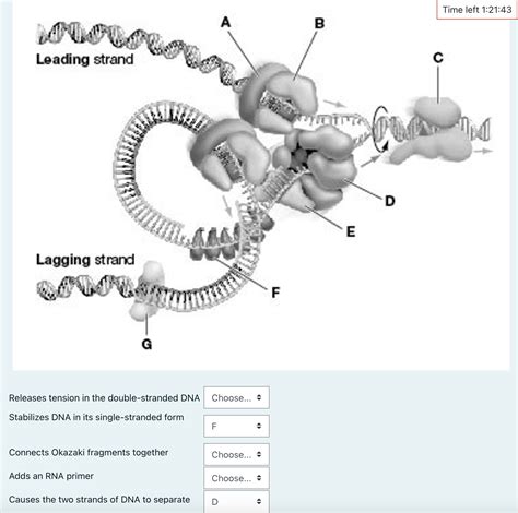 Solved Releases Tension In The Double Stranded Dna