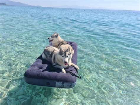 Kennel “siberian Dream Serbia” Jelena Dogshows