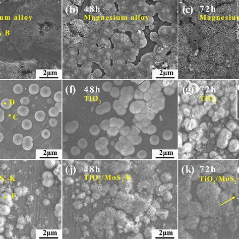 The Microstructure Of The Sample Surface After Salt Spray Test At Download Scientific Diagram