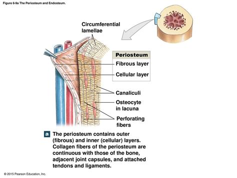 © 2015 Pearson Education Inc Ppt Download