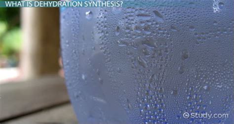Dehydration Synthesis Definition Reaction And Examples Video And Lesson