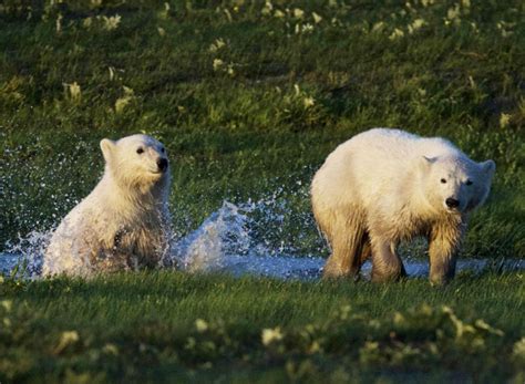 Churchill Polar Bears In The Summer 2025 2026 Churchill Wild Polar