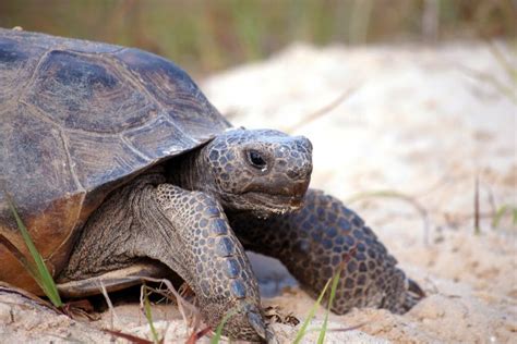 The Gopher Tortoise Defendersblog