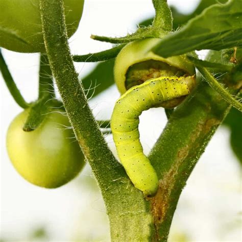 Tomato Pests How To Identify And Manage Them