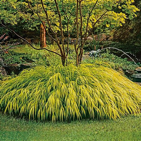 All Gold Japanese Forest Hakonechloa Ornamental Grass 1 Gal Plant