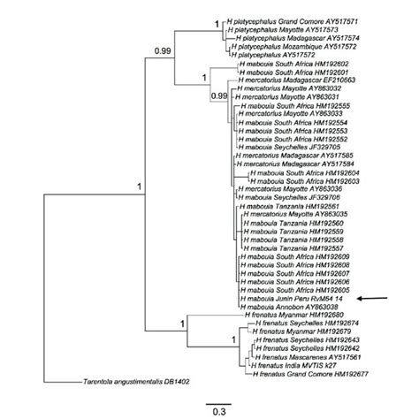 A Consensus Bayesian Phylogeny Based On 474 Bp Of Aligned Mitochondrial