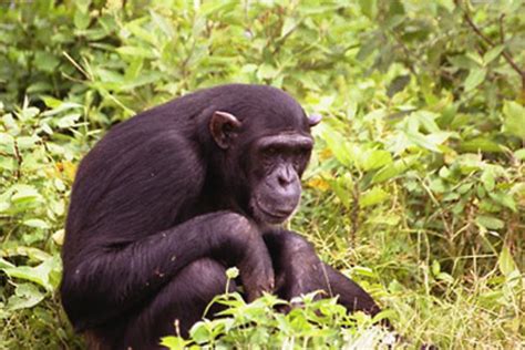 Chimps Use Tools To Improve Their Sex Lives Discover Magazine Chimps Use Tools To Improve Their Sex Lives Discover Magazine