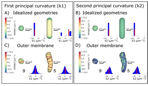 Curvature Analysis Of Idealized Geometries And The Outer Membrane Heat Download Scientific