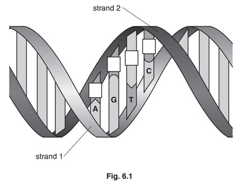 Igcse Biology 0610 17 1 Chromosomes Genes And Proteins Igcse Style Questions Paper 4