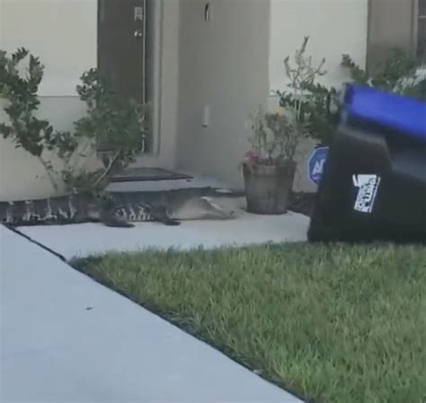 Gator Citizen Free Press