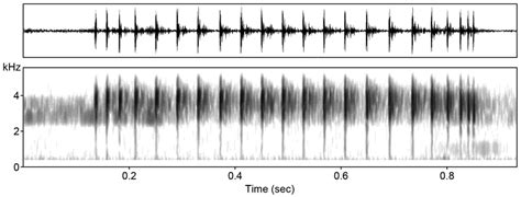 Wave Form Above And Spectrogram Below Of An Advertisement Call From
