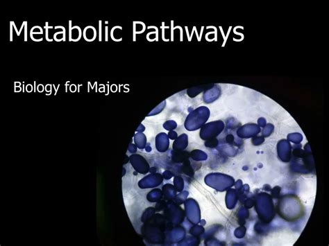 PPT Metabolic Pathways And Redox Reactions In Cell Biology PowerPoint Presentation ID
