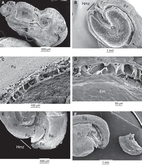 Scanning Electron Micrographs Of A Transverse And B E Longitudinal Download Scientific