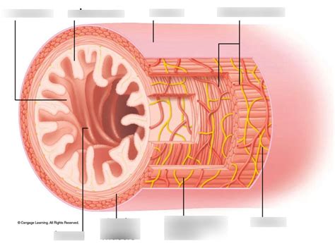 Digestive System Carbohydrates Fats Proteins Nucleic Acids Diagram Quizlet