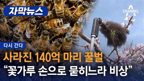 [자막뉴스] 사라진 140억 마리 꿀벌…“꽃가루 손으로 묻히느라 비상” 채널a Youtube