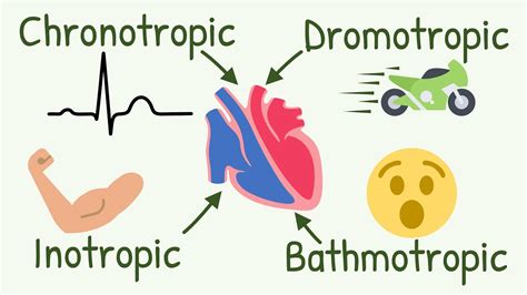 Chronotropic Inotropic Dromotropic Bathmotropic Actions Explained Cardiac Tropism Youtube