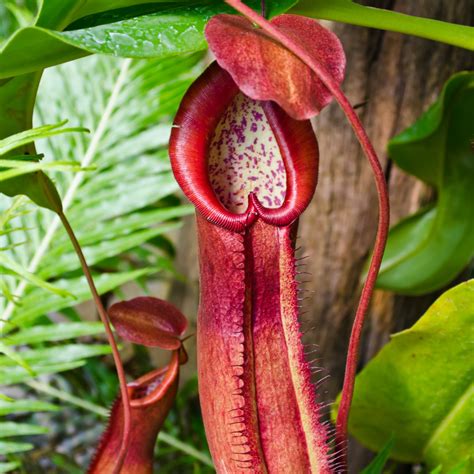 Nepenthes Lady Luck Carnivorous Tropical Pitcher Plant Verdant Lyfe