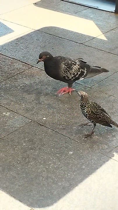 Птичка москвичкамосква Youtube