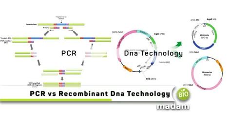 Difference Between Pcr And Recombinant Dna Technology