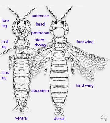 Thysanoptera