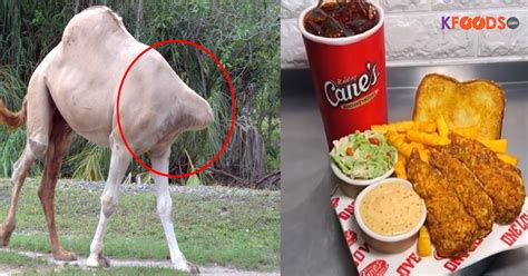 بغیر سر کا اُونٹ ؟ انٹرنیٹ پر دماغ کو چکرا دینے والی تصاویر جن کی حقیقت آپ کو بھی چونکا کر رکھ