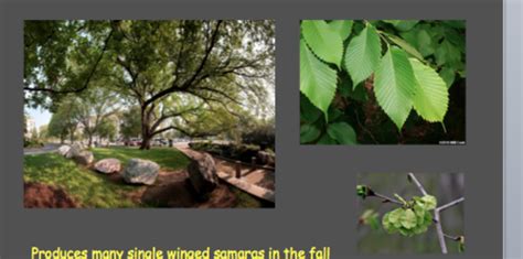 Photos Lab Final Flashcards Quizlet Photos Lab Final Flashcards Quizlet