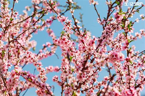 봄맞이 벚꽃 클로즈업 이미지 🌸 Red Peppercorn Peppercorn Red