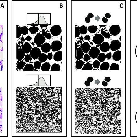Quantification Of Hematoxylin Eosin Staining A Representative Download Scientific Diagram