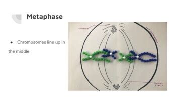 Cell Cycle Lab Activity By Mrs Tran Science Classroom TPT
