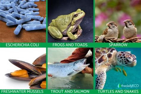 Indicator Species What They Are And Why They Matter