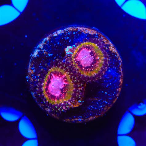 Pink Krakatoa Zoanthids Coral Top Shelf Aquatics