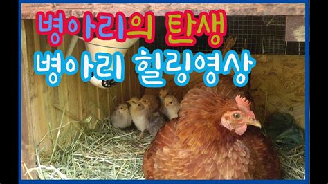 병아리 힐링 영상 병아리의 부화 주말주택닭키우기 Youtube