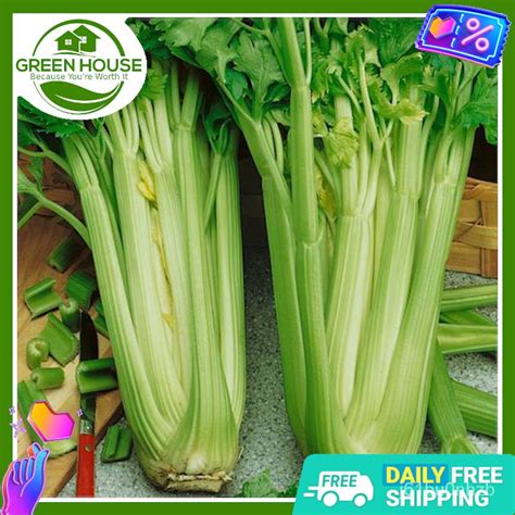 [green House] Celery Seeds 400 Seed For Planting Vegetable Plants Free Fertilizer