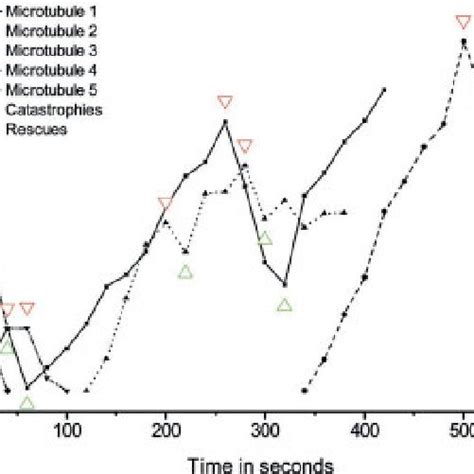 Microtubule Life History Plot Of Dynamic Microtubules During