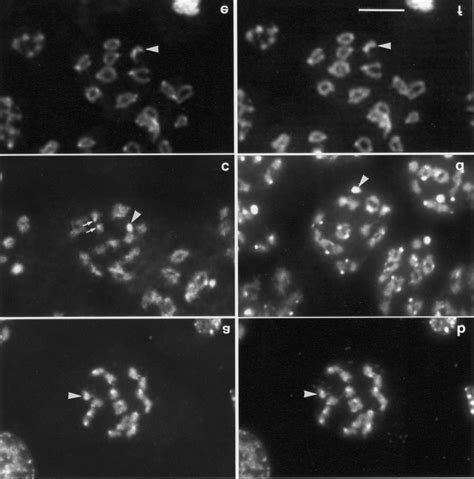 Fluorescent Cma 3 And Dapi Staining Of Psocid Meiotic Chromosomes Download Scientific