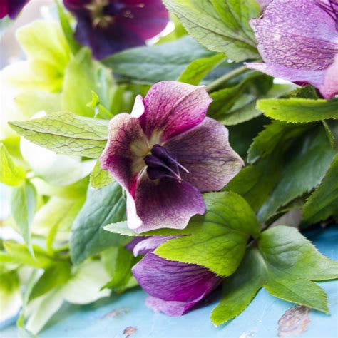 How To Pick Hellebores For The House Snapdragon Life