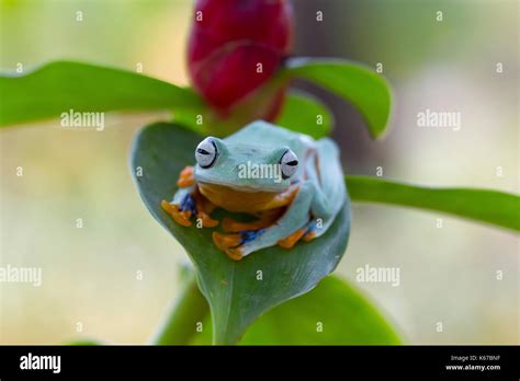 Tree Frog Sitting On Leaf Indonesia Stock Photo Alamy