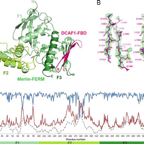 Talin And The Talin Integrin Tm Complex A Structure Of Talin F0 F3 Download Scientific