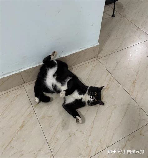 猫咪见面就“躺下打滚”，是喜欢你吗？ 知乎