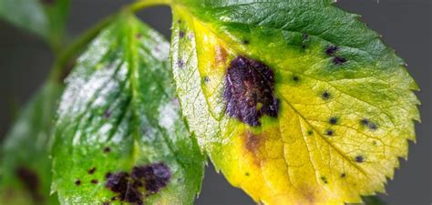 What To Do About Common Tree Fungus Texas Tree Transformations