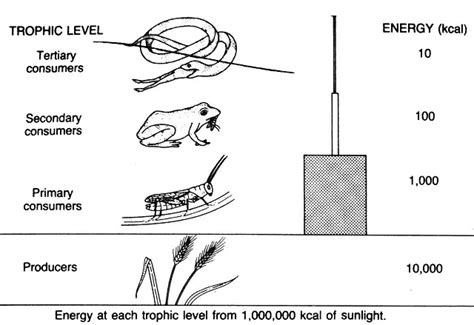 Trophic Level Definition Example ~ Sciences World