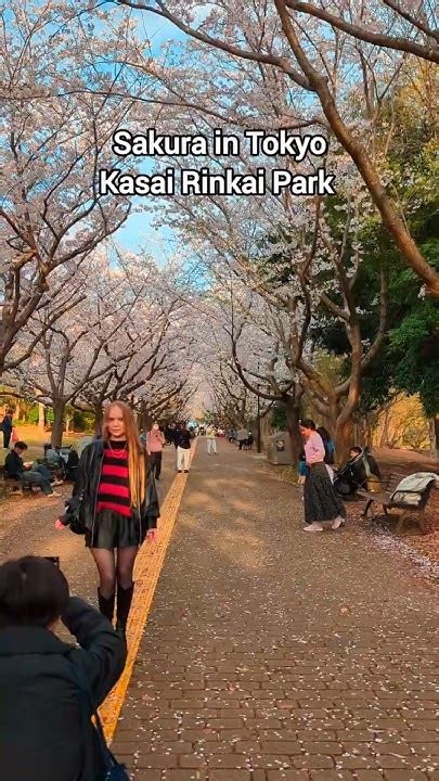 Sakura Season In Tokyo ජපානයේ සකුරා මල් පිපෙන කාලය Sakura Flowers Spring Japan Travel