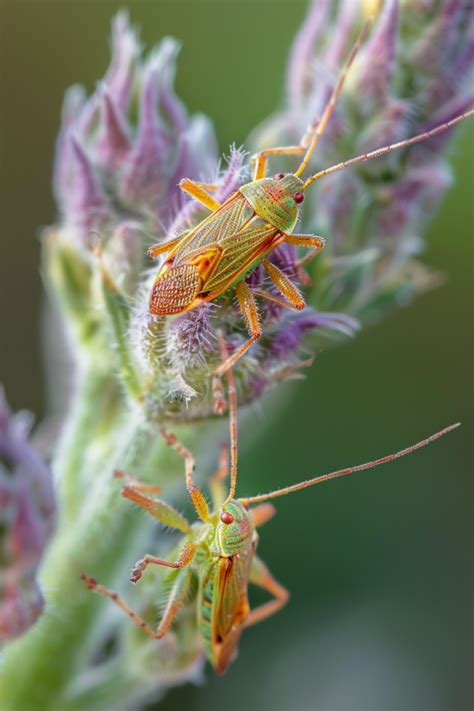 Controlling Squash Bugs Organically Tips For A Healthy Garden