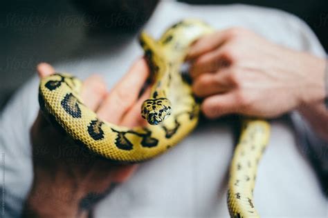 Man Holding A Python By Stocksy Contributor Vero Stocksy