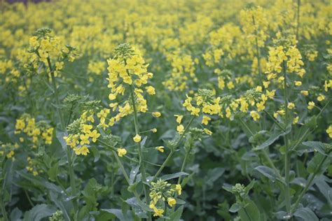 Горчица цветы 58 фото