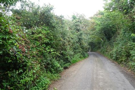 Blackberries Near Trewoof Wartha © Ds Pugh Geograph Britain And Ireland